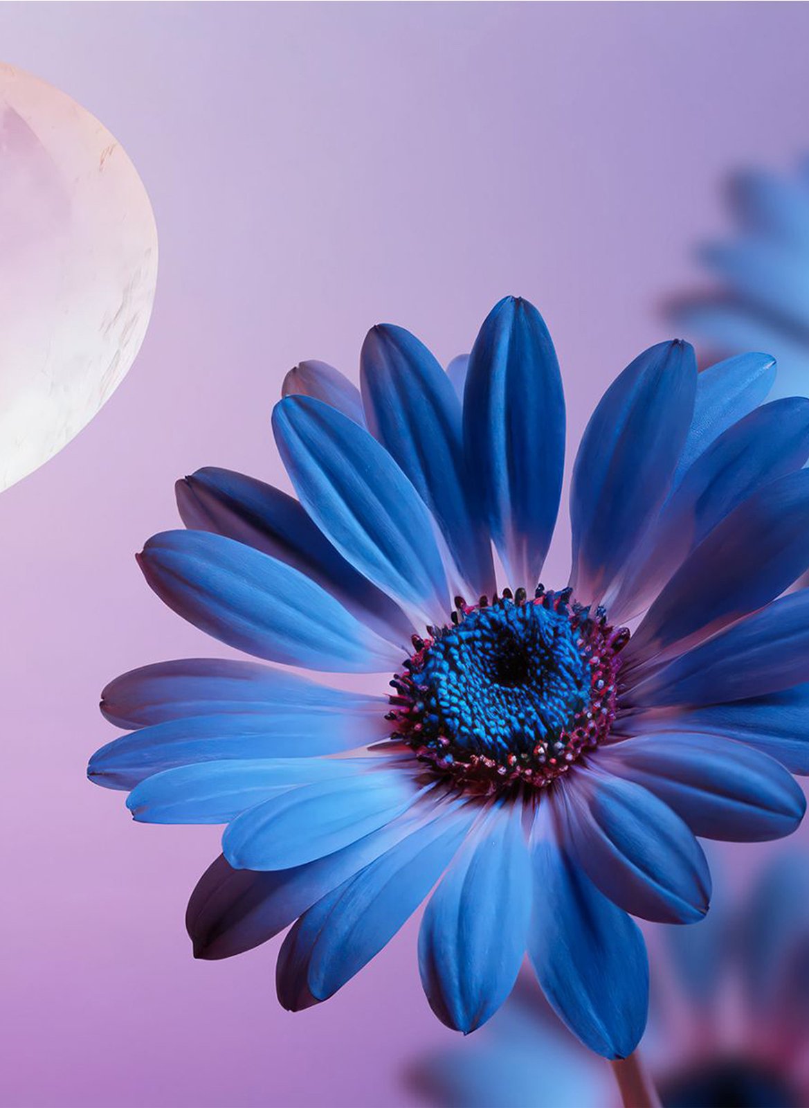 The Dream Collection - Scented Candle - Rituals Beauty | Printemps.com